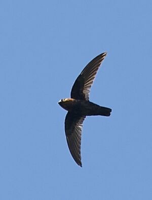 Chestnut-collared Swift - Streptoprocne rutila