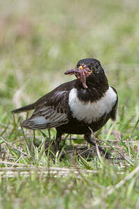 Merle à plastron - Turdus torquatus
