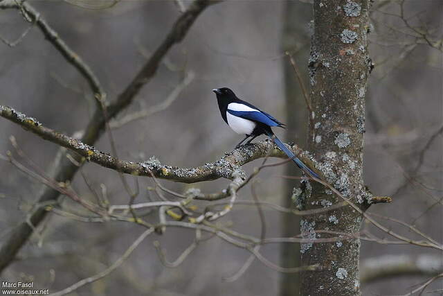 Pie bavarde adulte nuptial - mafa117249