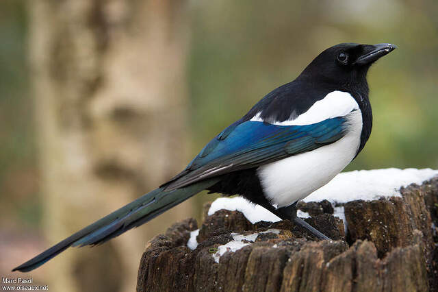 Pie bavarde adulte - mafa232139