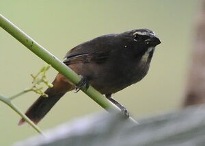 Cinnamon-bellied Saltator - Saltator grandis