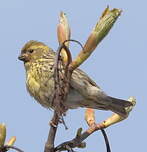 Serin cini - Serinus serinus