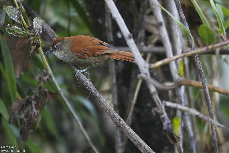 Synallaxe de Marcapata adulte - mafa105075