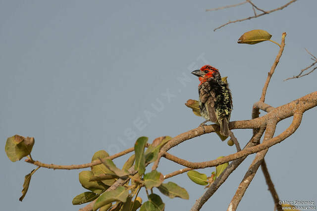 Vieillot's Barbet - Lybius vieilloti - mast264493