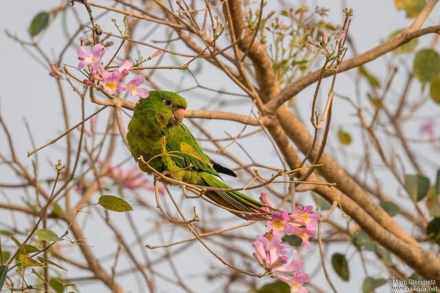 Conure pavouane - mast338075