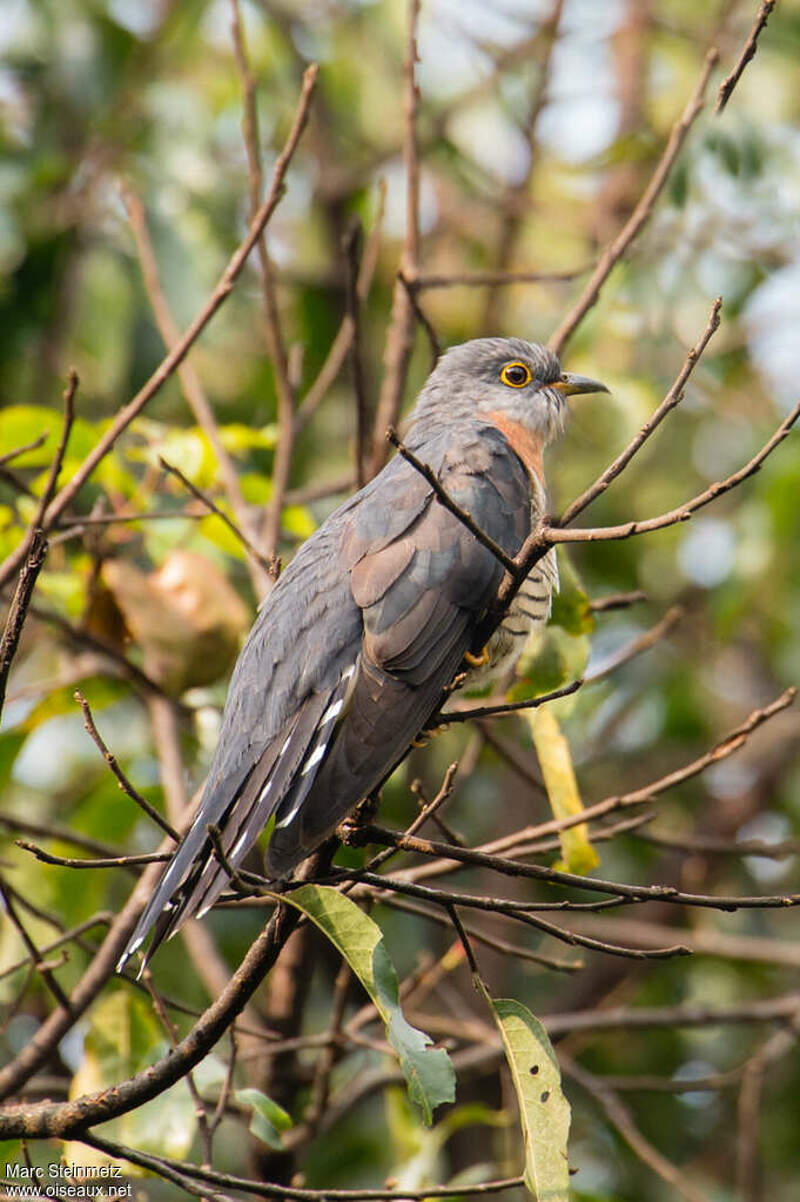 Red-chested Cuckoo - Cuculus solitarius adult - mast263475