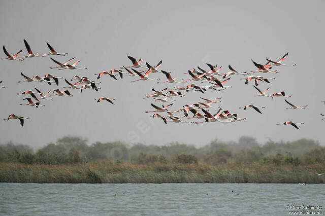 Flamant rose - mast264537