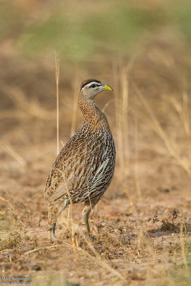 Francolin à double éperon adulte - mast261461