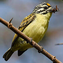 Barbion à front jaune - Pogoniulus chrysoconus