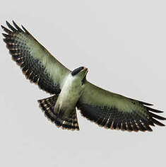 Buse à queue courte - Buteo brachyurus