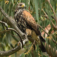 Buse de Harris - Parabuteo unicinctus
