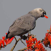 Perroquet jaco - Psittacus erithacus