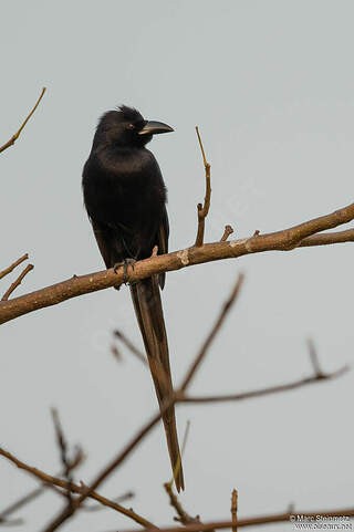 Piapiac africain - mast264395