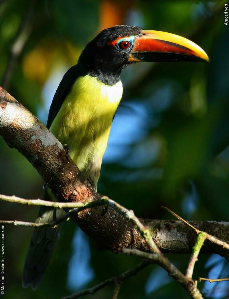 Green Aracari - Pteroglossus viridis male juvenile - maxd68225