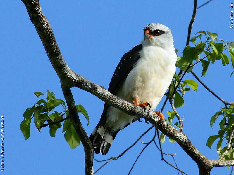 Black-faced Hawk - Leucopternis melanops adult - maxd58605 Black-faced Hawk - Leucopternis melanops adult - maxd58605