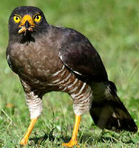 Buse à gros bec - Rupornis magnirostris