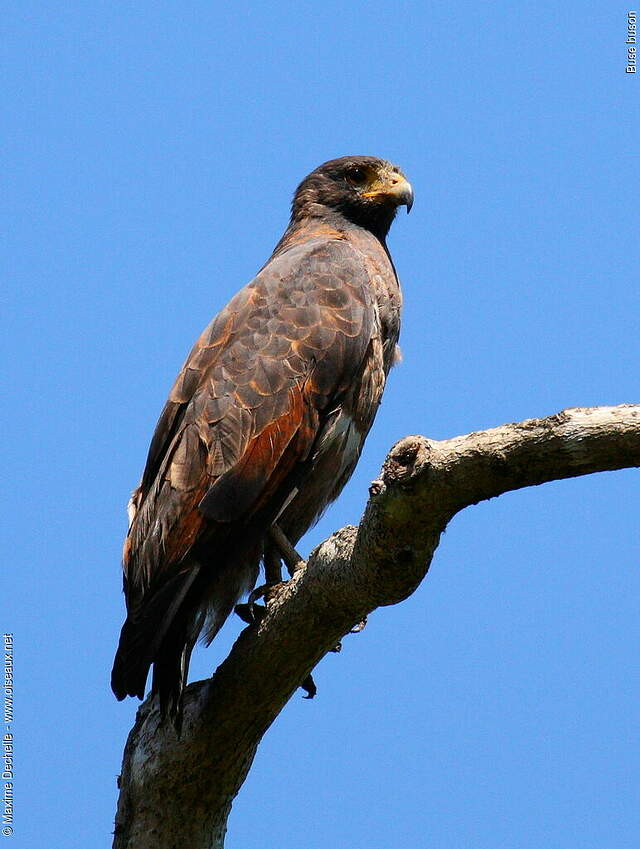 Buse buson adulte - maxd58700