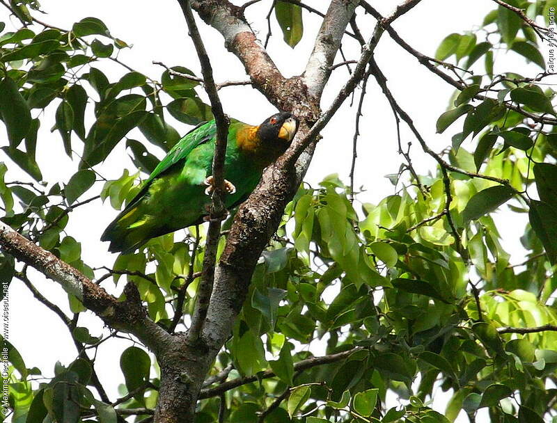 Caica Parrot - Pyrilia caica - maxd68237
