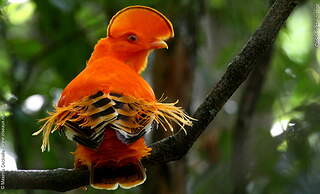 Guianan Cock-of-the-rock - Rupicola rupicola male adult breeding ...