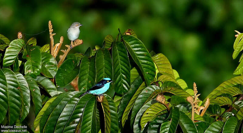 Black-faced Dacnis - Dacnis lineata adult - maxd88238