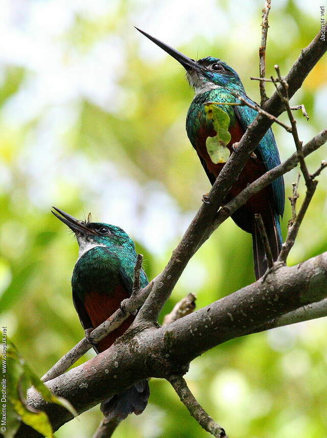 Green-tailed Jacamar - Galbula galbula male juvenile - maxd62851