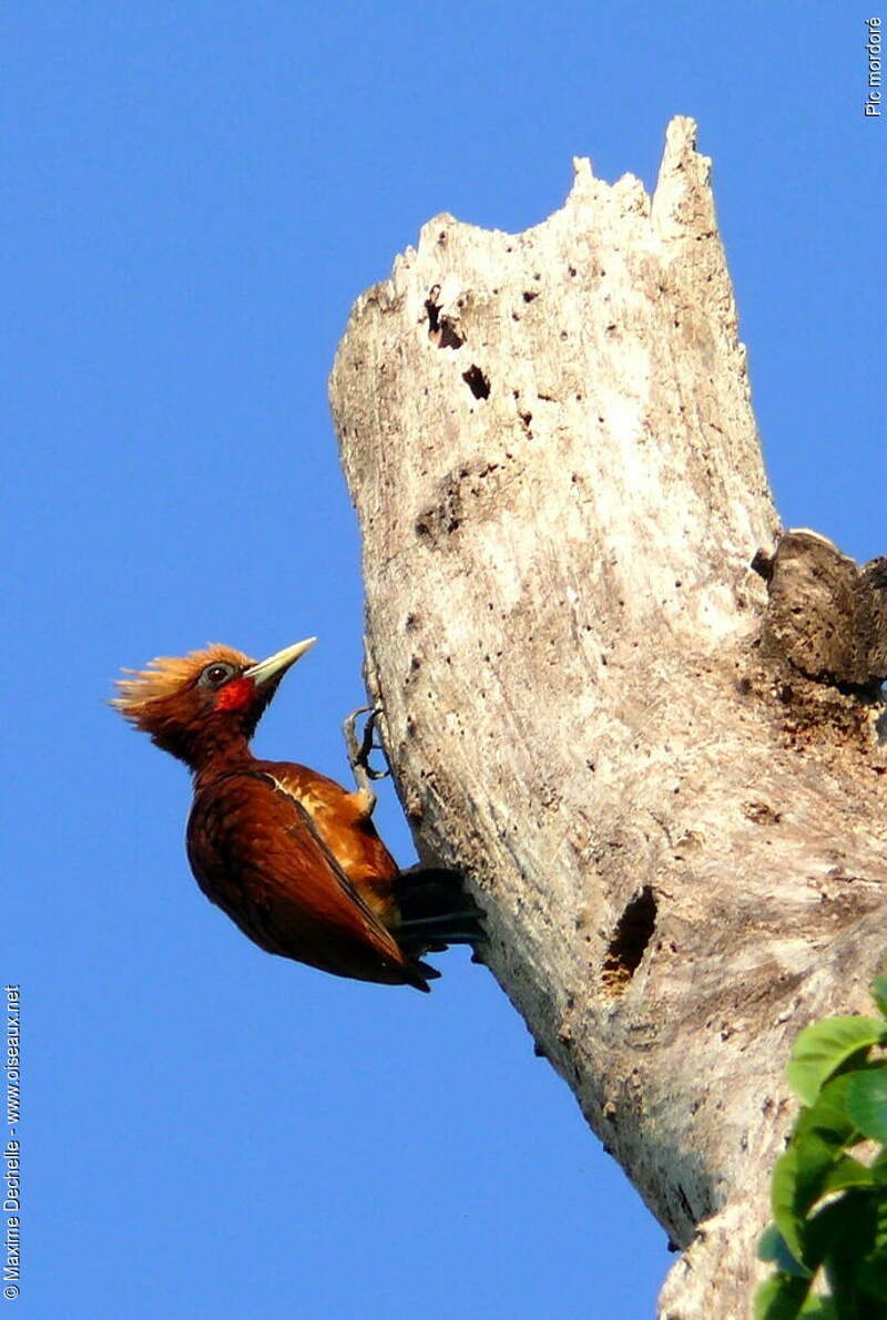 Chestnut Woodpecker - Celeus elegans male adult - maxd83266