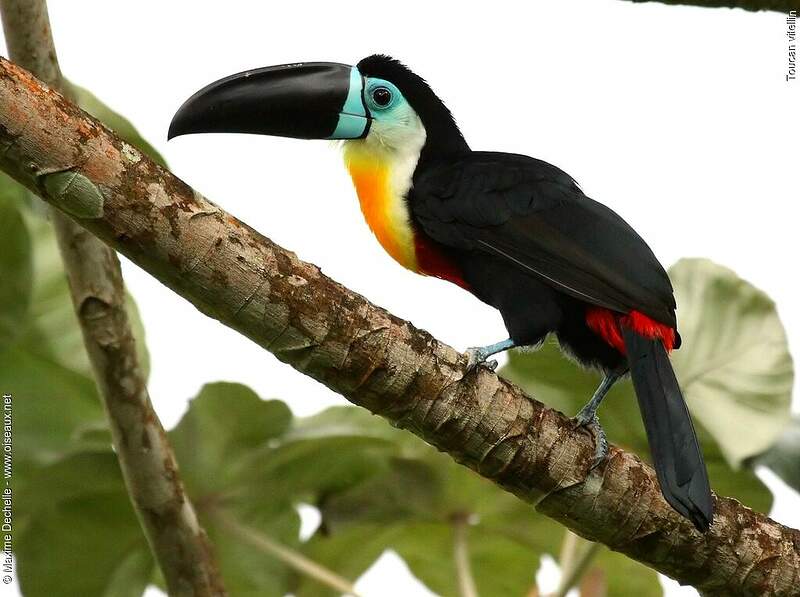 Channel-billed Toucan - Ramphastos vitellinus male adult - maxd67938