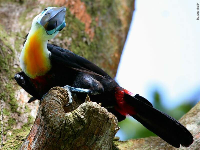 Channel-billed Toucan - Ramphastos vitellinus male adult - maxd67936