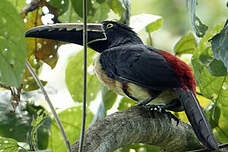 Araçari à collier - Pteroglossus torquatus