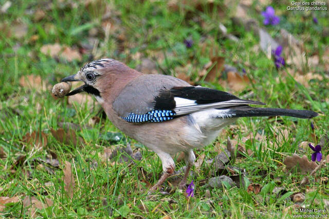Geai des chênes adulte - mica91613