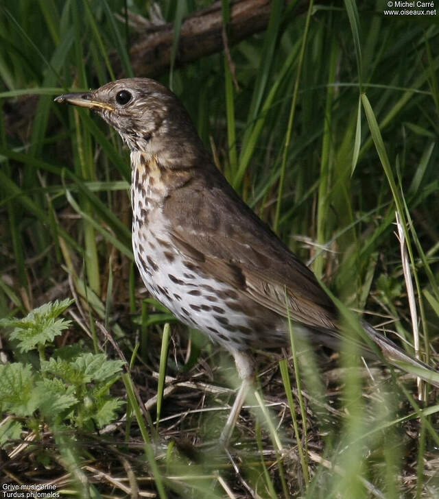 Grive musicienne adulte - mica92367