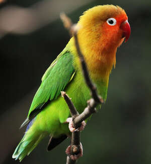 Inséparable de Fischer - Agapornis fischeri