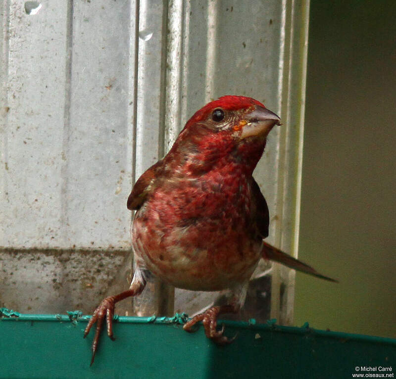 Roselin pourpré mâle adulte - mica111603