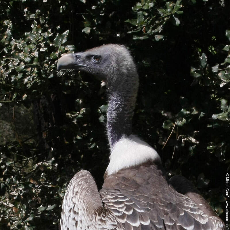 Vautour de Rüppell adulte - mica94949