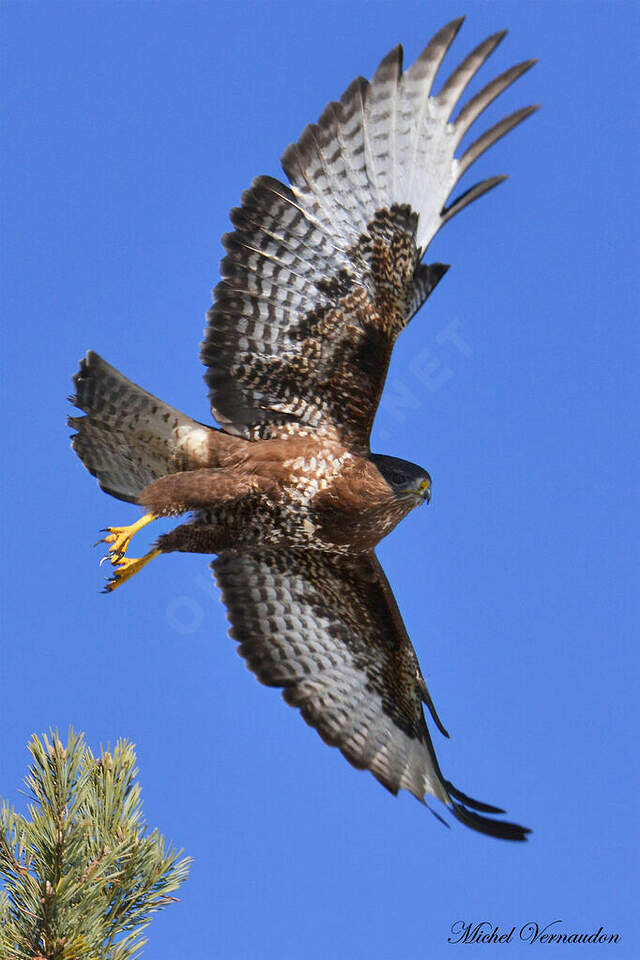 Buse variable adulte - mver154644