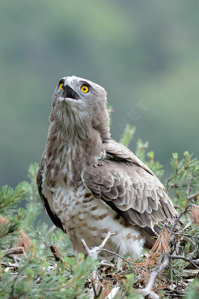 Short-toed Snake Eagle - Circaetus gallicus female adult - mver301268