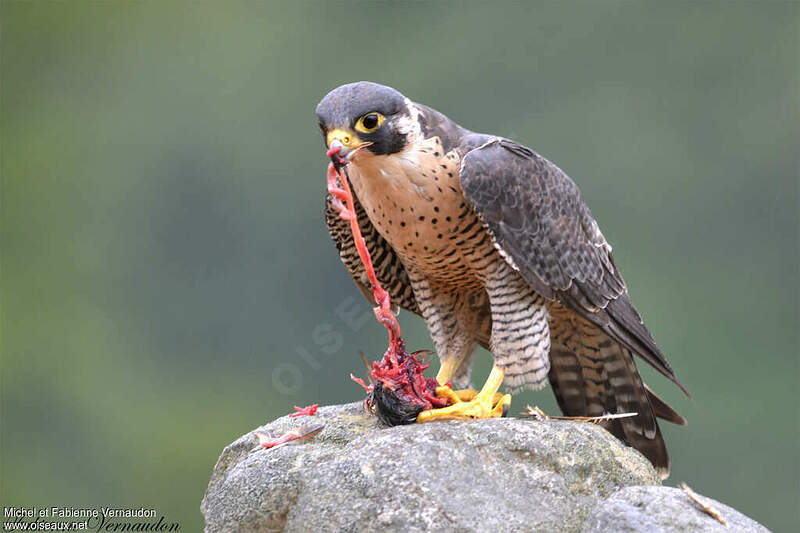 Faucon pèlerin - Falco peregrinus - mver153678
