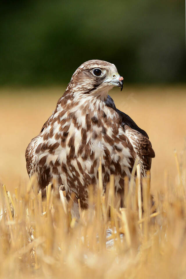 Faucon sacre femelle adulte - mver205165