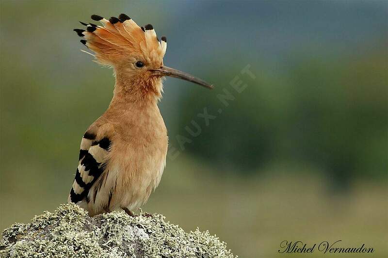 Huppe fasciée adulte - mver155002