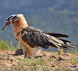 Gypaète barbu - Gypaetus barbatus