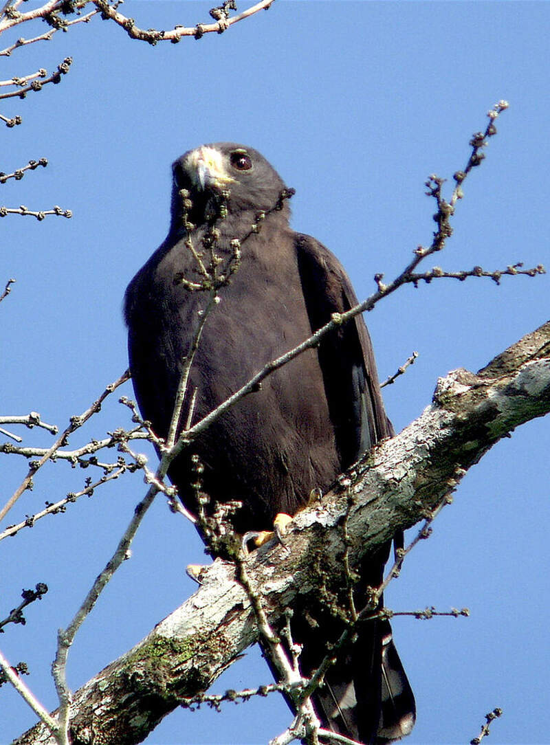 Zone-tailed Hawk - Buteo albonotatus adult - miga70158
