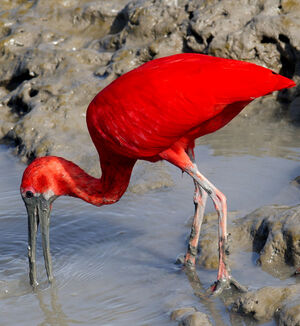 Ibis rouge - Eudocimus ruber