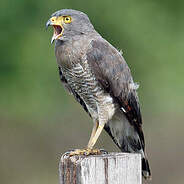 Buse à gros bec - Rupornis magnirostris