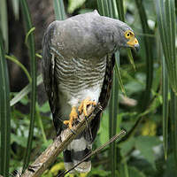 Buse à gros bec - Rupornis magnirostris
