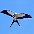 Milan à queue fourchue - Elanoides forficatus