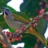 Buff-throated Saltator - Saltator maximus