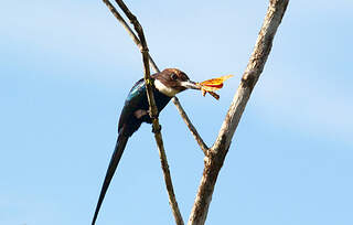 Jacamar à longue queue adulte - miga226126