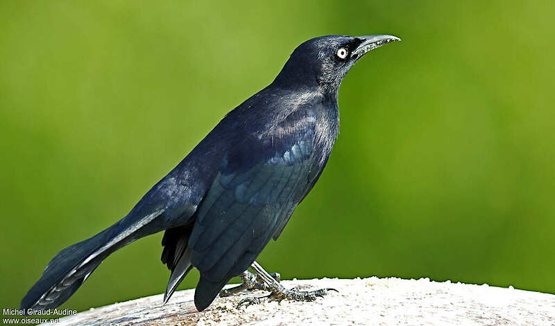 Quiscale merle mâle adulte - miga75534