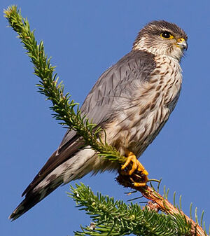 Faucon émerillon - Falco columbarius