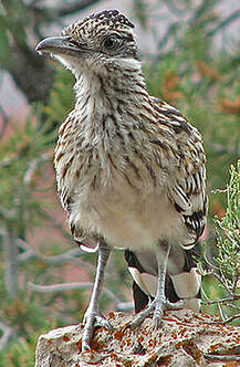 Grand Géocoucou - Geococcyx californianus